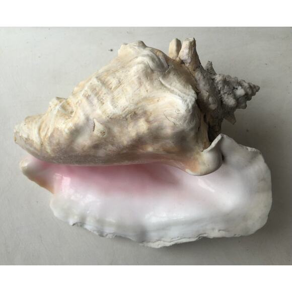 Unbranded | Accents | Large Queen Conch Shell Pink Interior Nautical ...